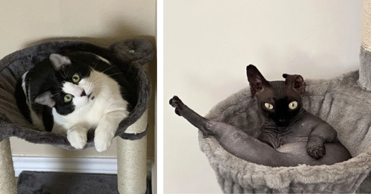 34 Sassy Cats Who Stare Into Your Soul So You'll Know You're Constantly ...