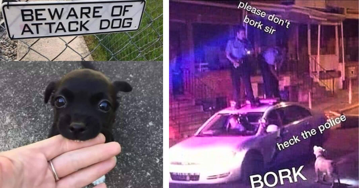 22 Delightful Dog Memes That Can Make Any Borking Day Turn Dazzling ...