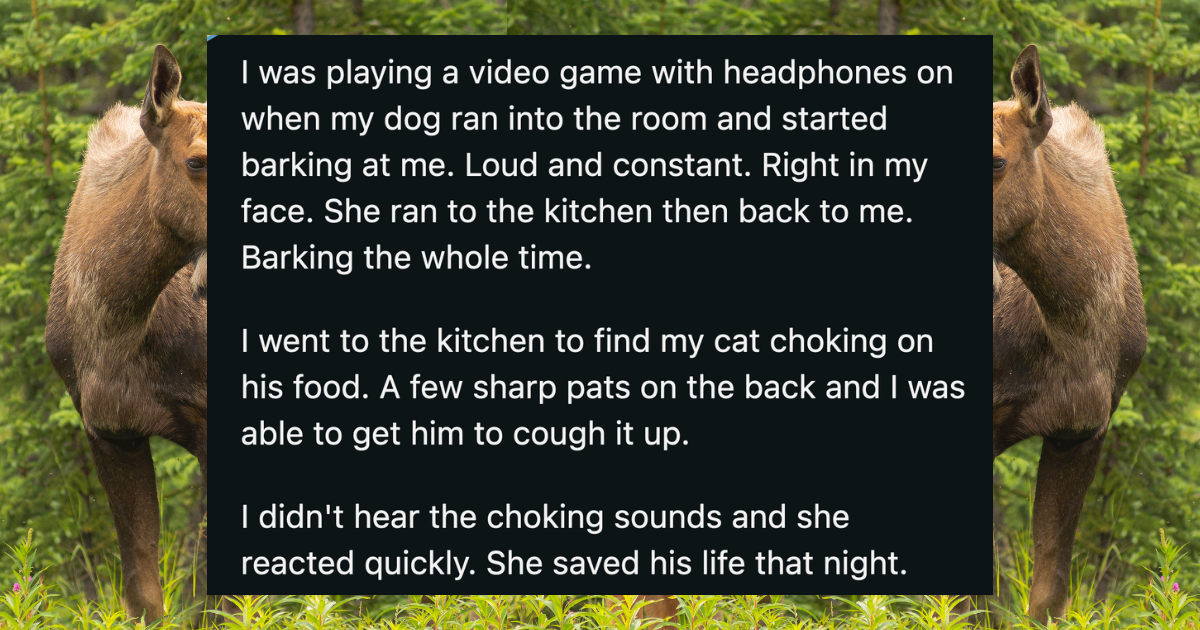 Adorable Animal Anecdotes to Soothe Your Mind During Your Stressful ...