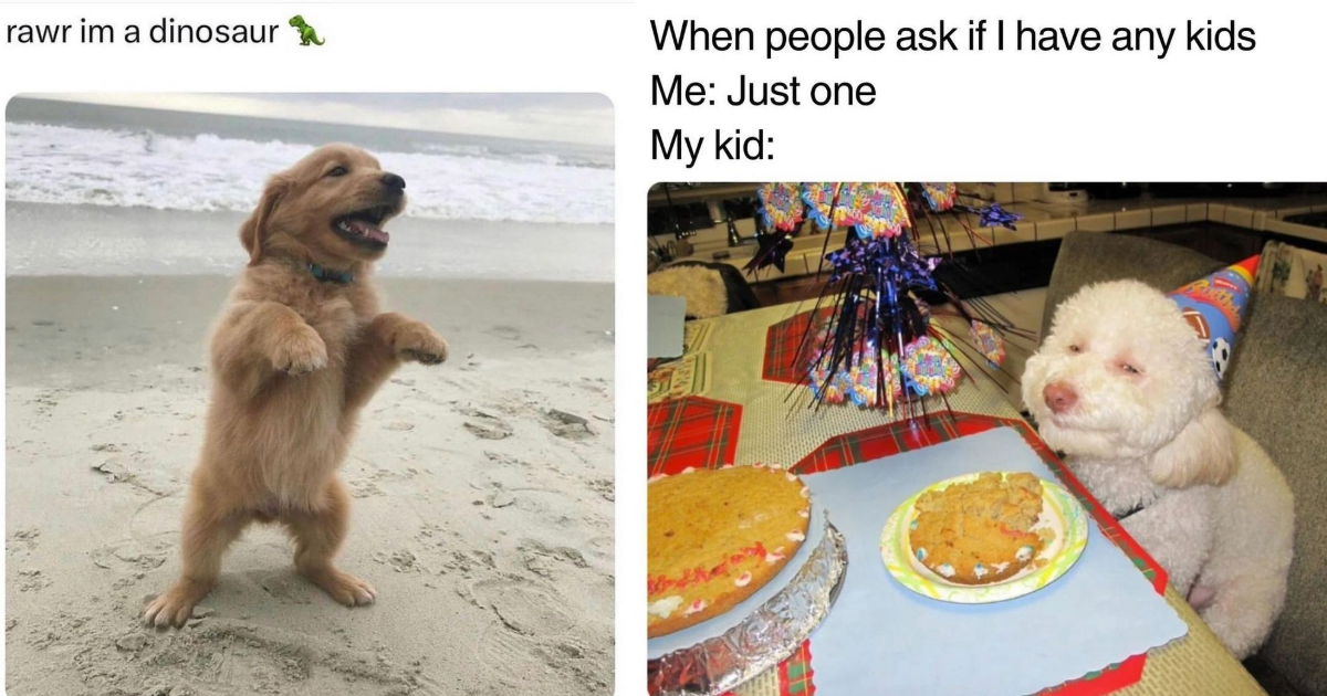 23 Innocent Doggos for Your Mid-Week Meme Motivational Treat - Animal ...