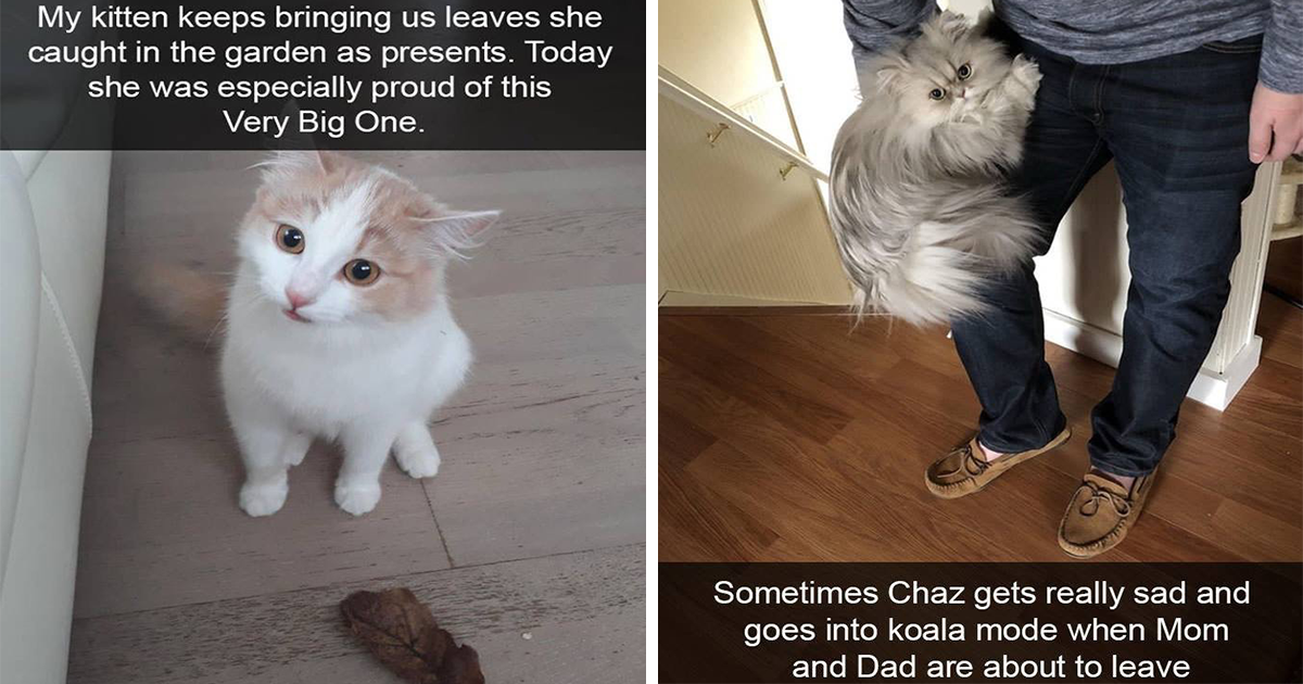 20 Sweet N’ Silly Snaps of Derpy Cats Being Complete and Total Cuties ...