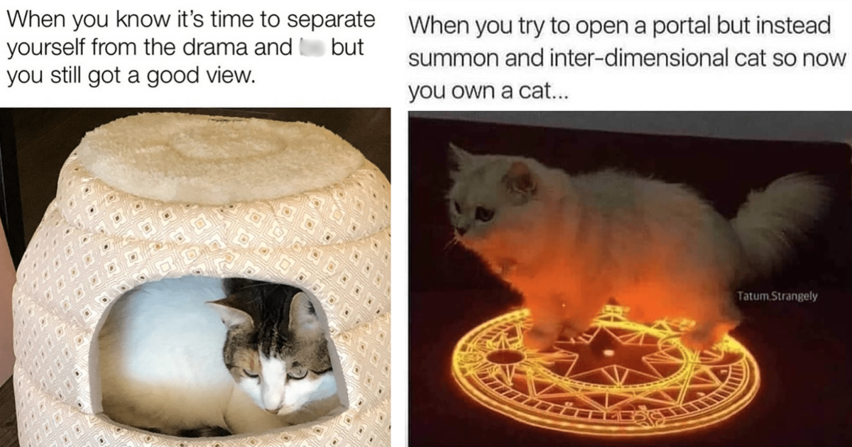 29 Funny Memes to Share With Your Feline-Obsessed Neighbors Who Love a ...