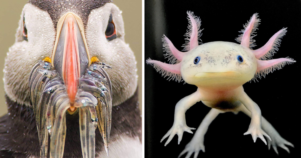 21 Amazing Alien-Like Animal Photos That Look Like They Belong in a ...