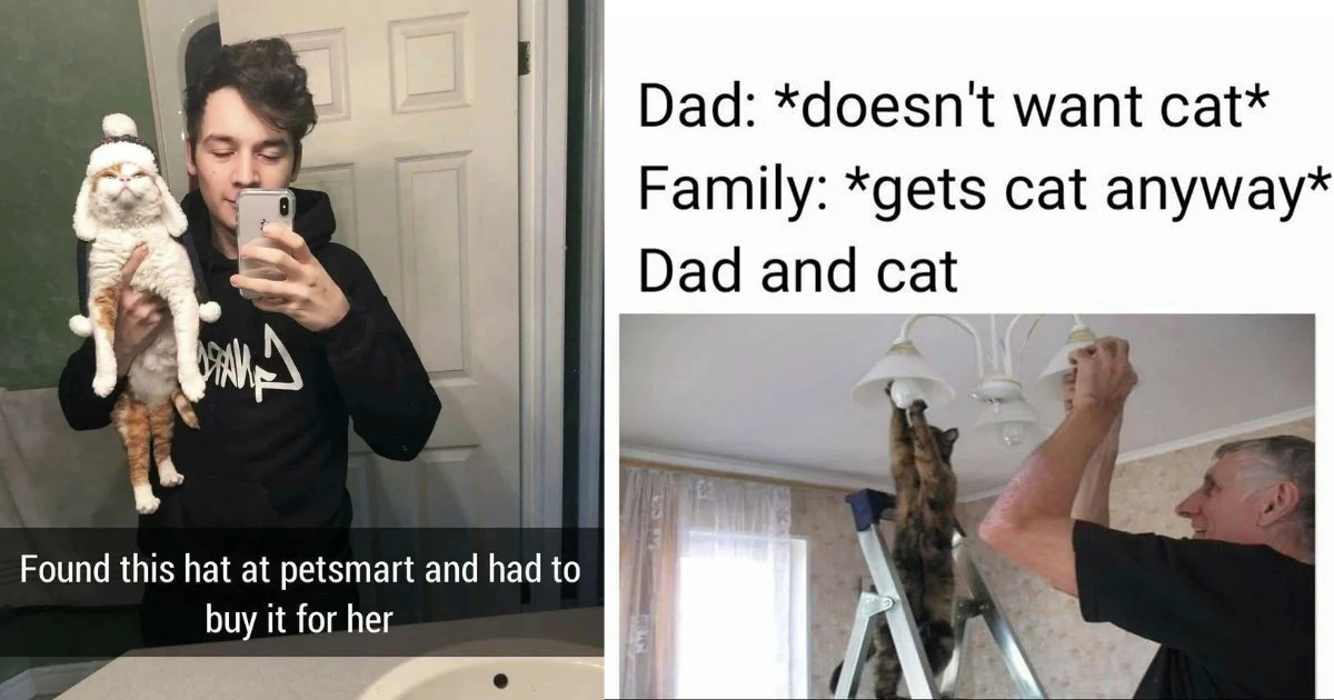 25 Heartwarming Feline Meme Meowments from the Sweet Lives of House ...