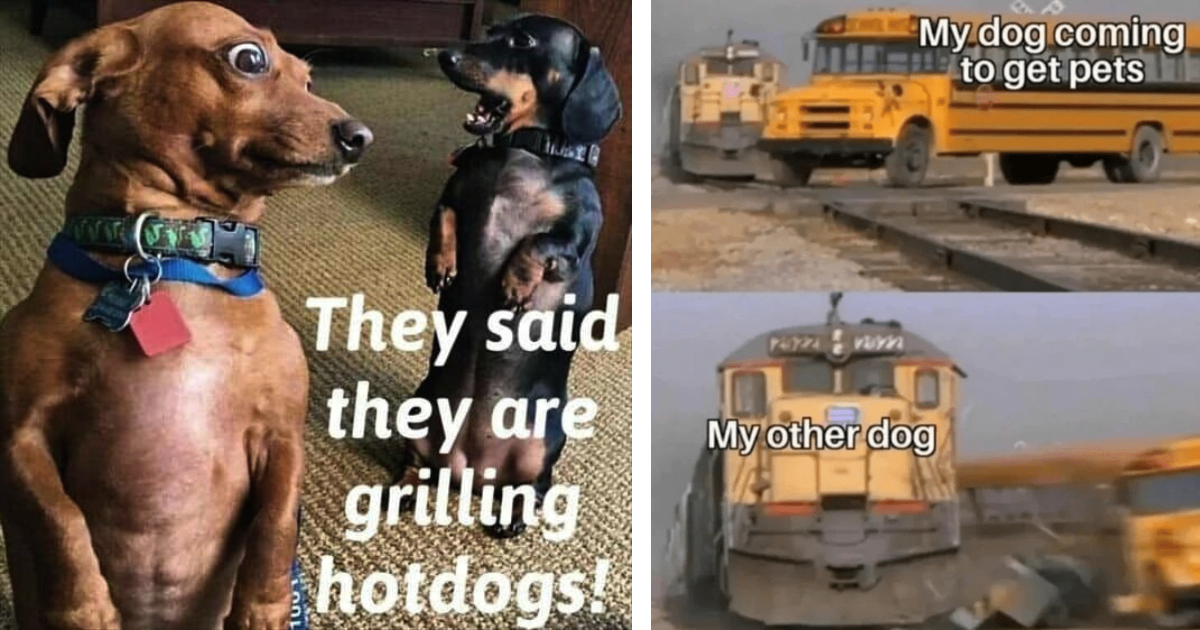 23 Doofus Dog Memes Helping You Howl With Laughter for the Rest of This ...