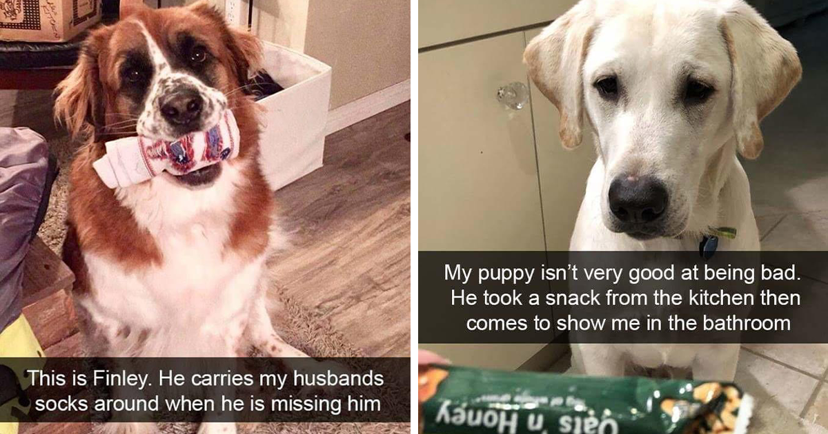 22 Dapper Doggo Snaps to Start Your Day With a Sparkling Smile - Animal ...