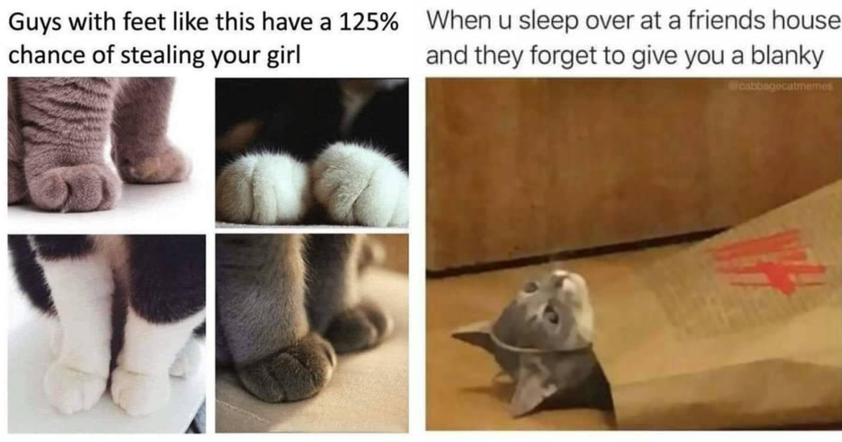 24 Meowing Memes Wowing Your Wednesday Until You Go Back Home to Pet ...