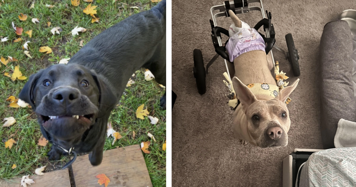 24 Perfect Pictures For Dog-Loving Hoomans Who Treat Their Precious ...