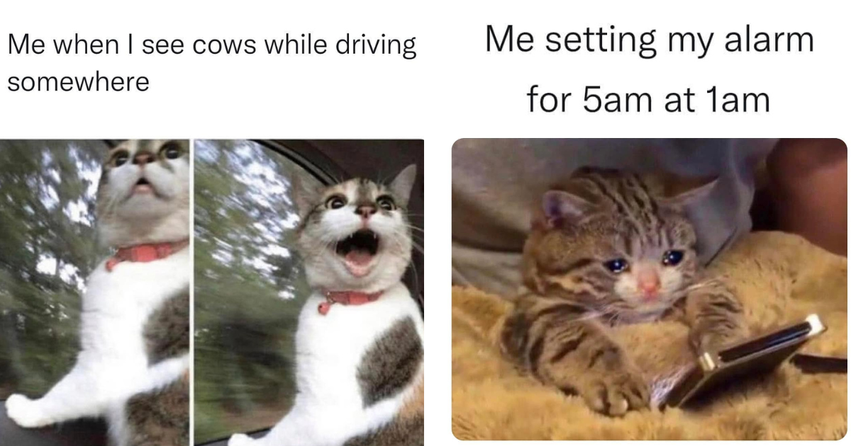 23 Funny Fluffy Feline Midweek Memes to Get You Through the Work Day ...