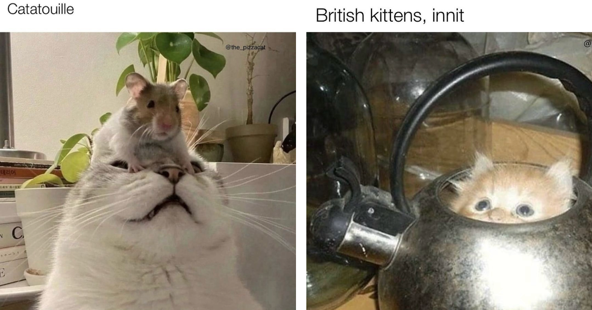 24 Comforting Cat Memes Fur Hardworking Hoomans Who’ve Had a Hard Week ...