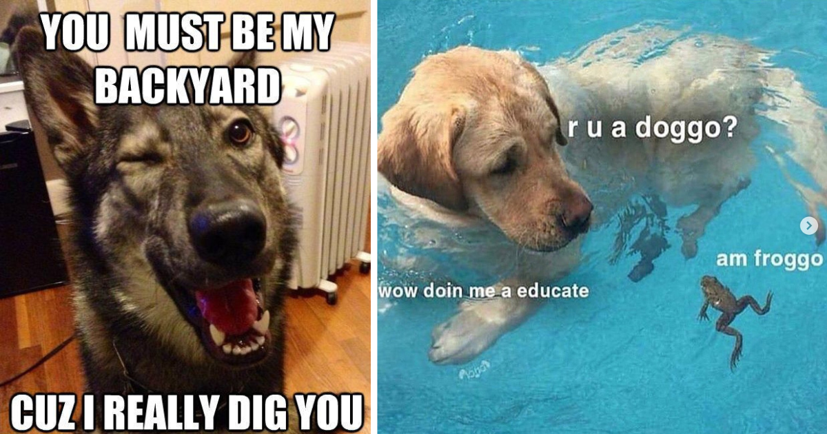 20 Monday Morning Dog Memes to Meet Your Daily Dose of Delightful Comedy - Animal Comedy ...