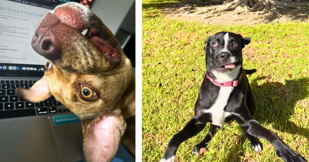 Derpy Dogs Making Wacky Friday Faces After a Long Week of Barking at ...