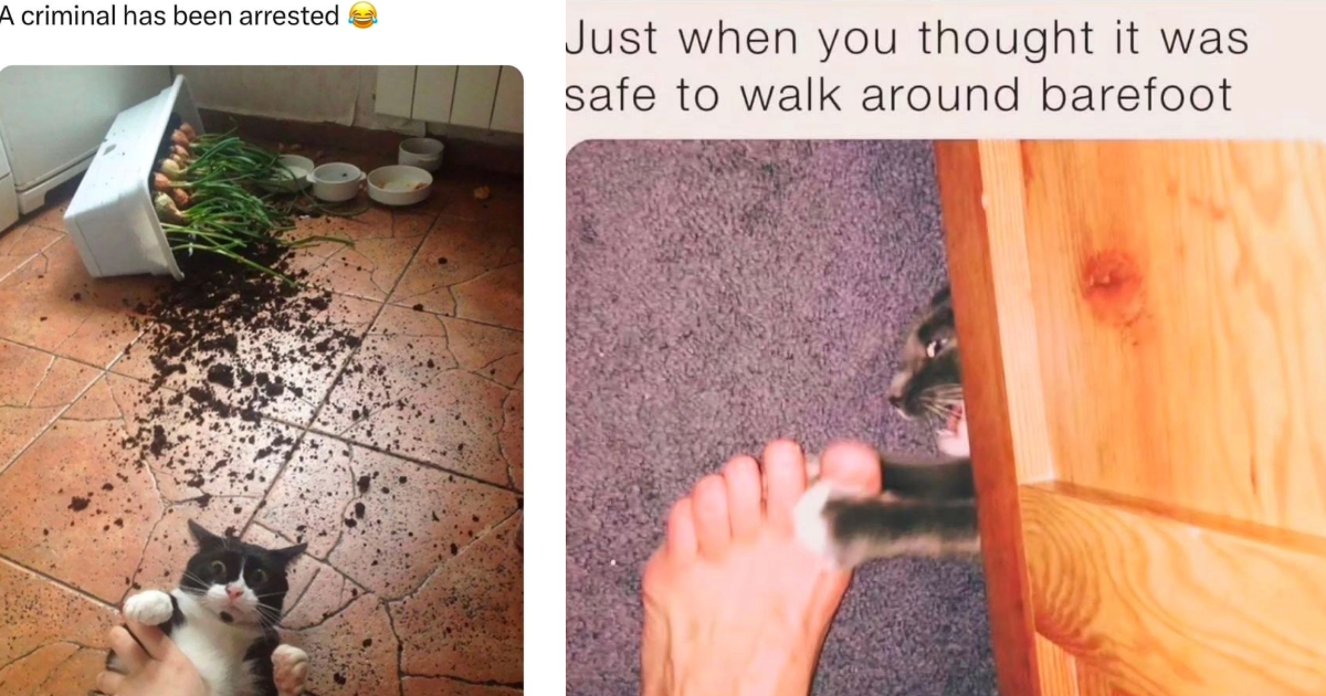 22 Chaotic Caturday Memes to Prepare You for Your Feline’s Feisty Festivities - I Can Has ...
