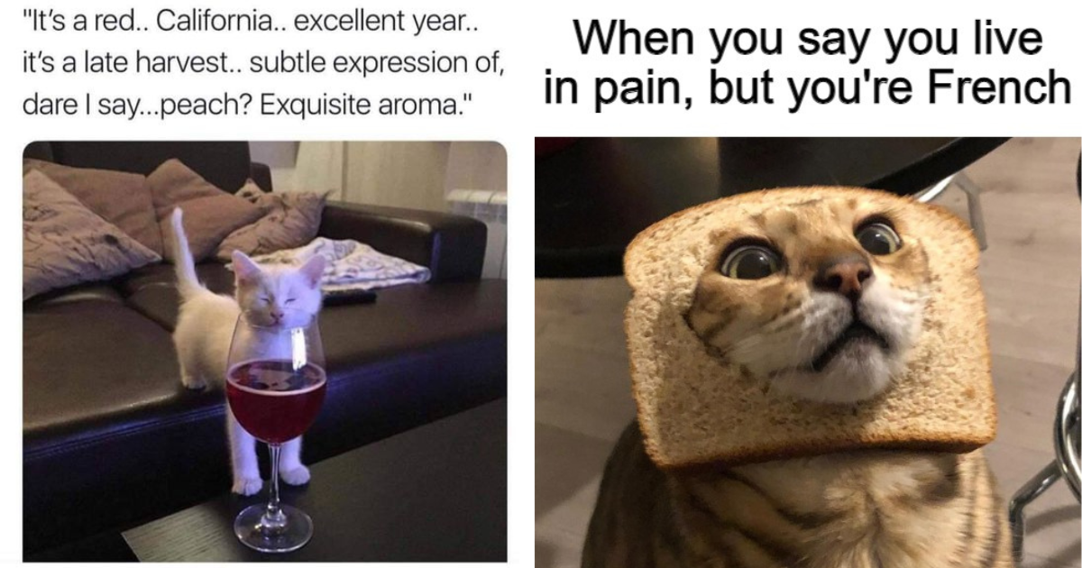 23 Comical Cat Memes for Your Friday Feline Foresight of the Upcoming ...