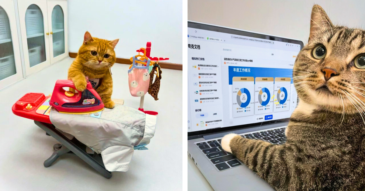 27 Cats Collecting Extra Income by Industriously Working This Weekend ...