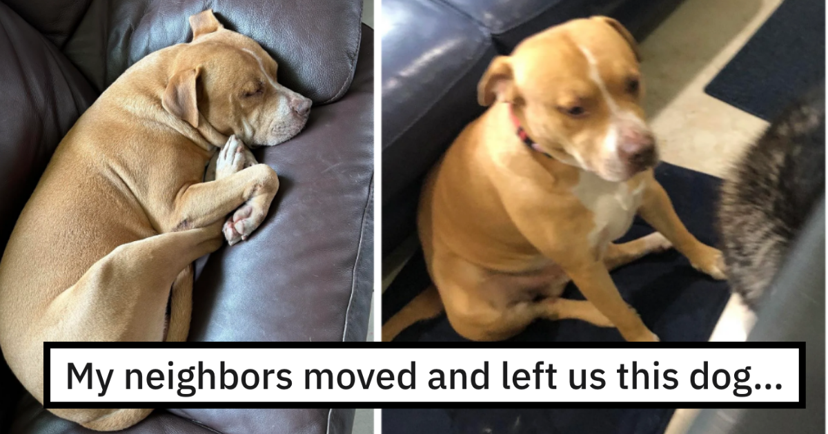 Family Moves Out and Leaves Their Poor Pupper Behind, Wholesome Neighbor Steps Up To Adopt the ...