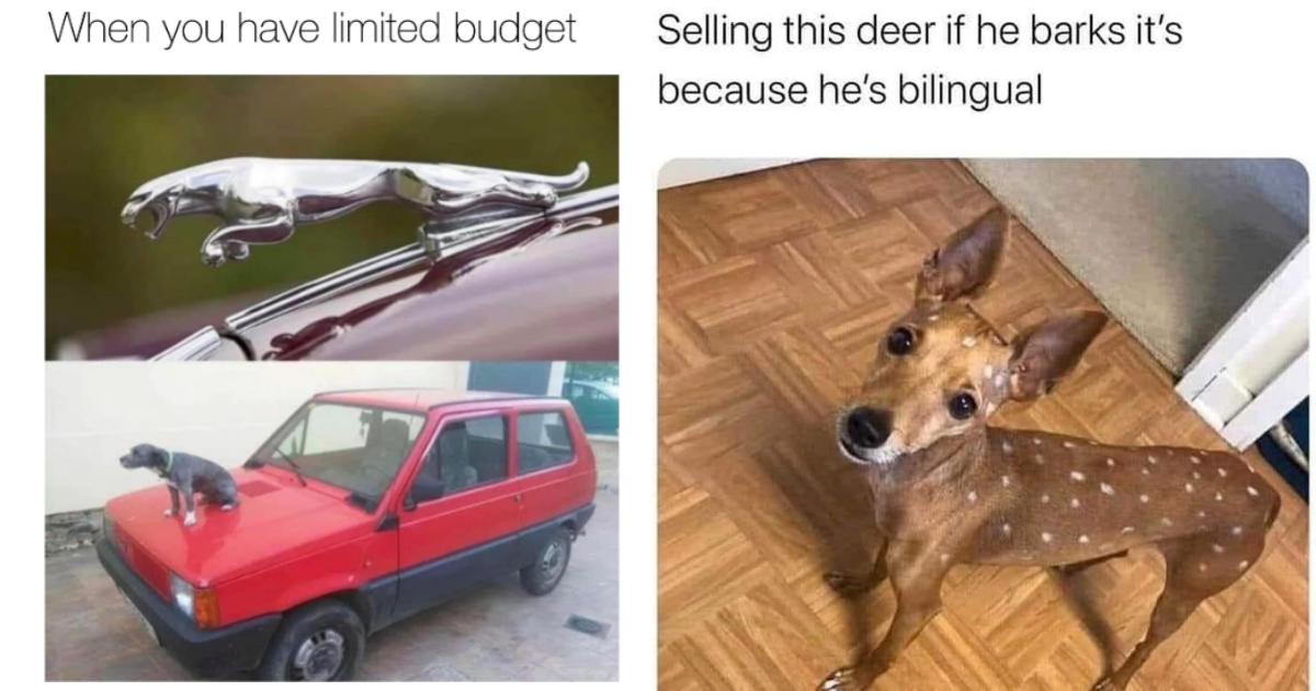 23 Dog Memes The Will Dominate Your Weekend With Laughter - Animal ...