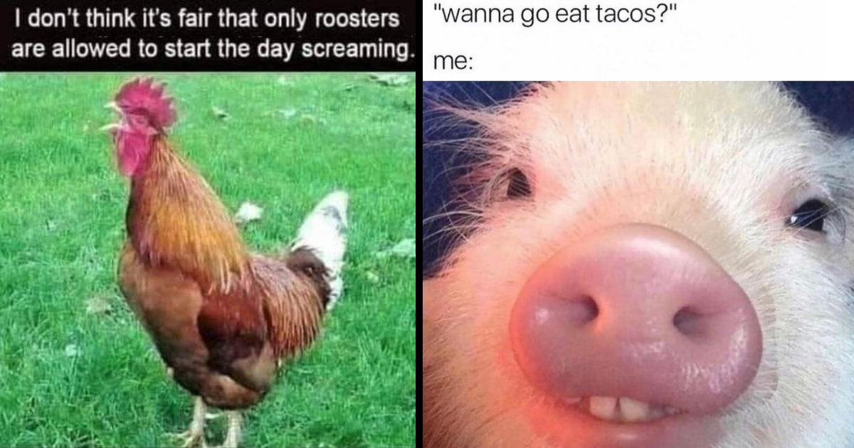 A Ray of Sunshine in the Form of 30 Delightful Animal Memes - Animal ...