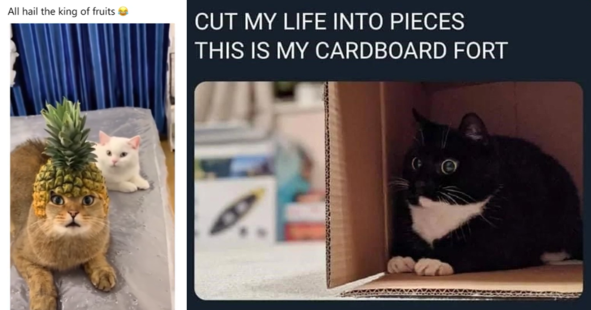 22 Feisty Feline Meowing Memes of Cute Cats You'll Want to Cuddle - I Can Has Cheezburger?
