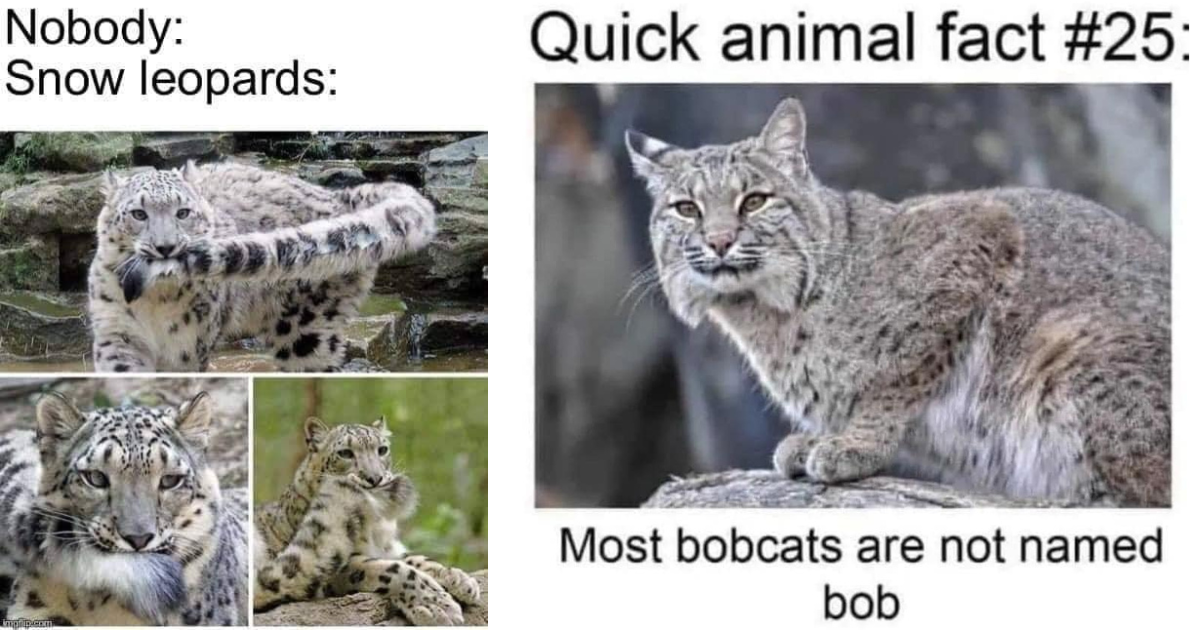 21 Big Cats With Big Cat Energy Acting Exactly Like Small Cats - Animal ...