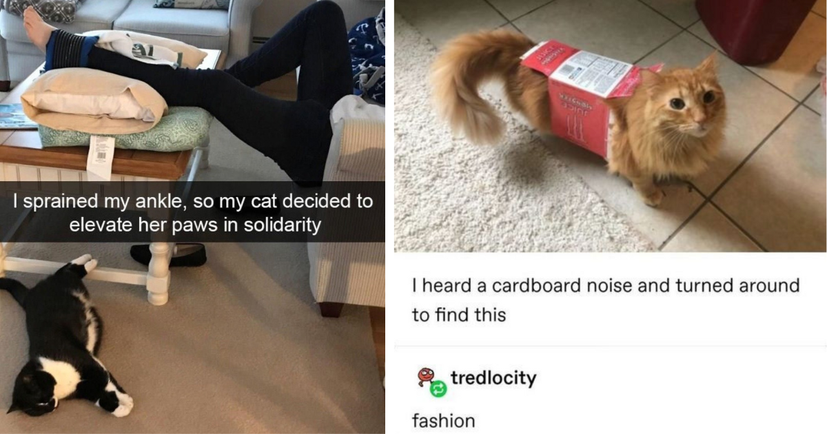 25 Mischievous Feline Funnies for a Monday Meme Marathon of ...