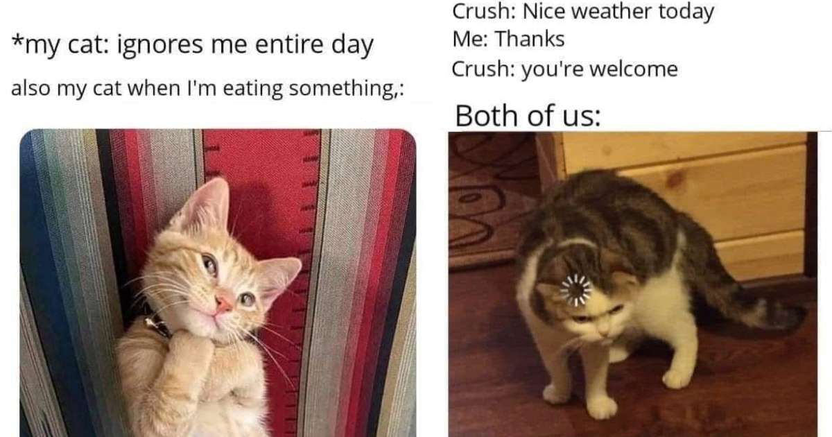 23 Meowrvelous Meowing Memes Managing Your Monday Madness Through Cats ...