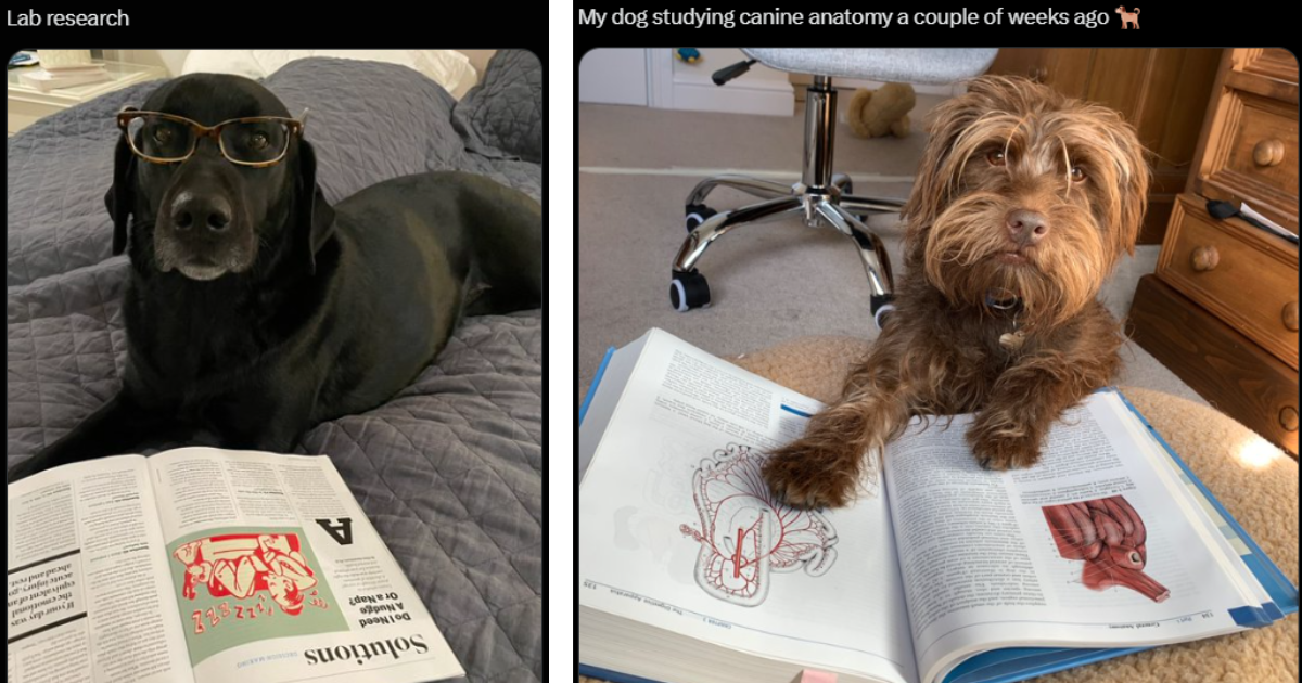 35 Sophisticated Student Dogs Studying Hard to Not Eat Your Homework ...