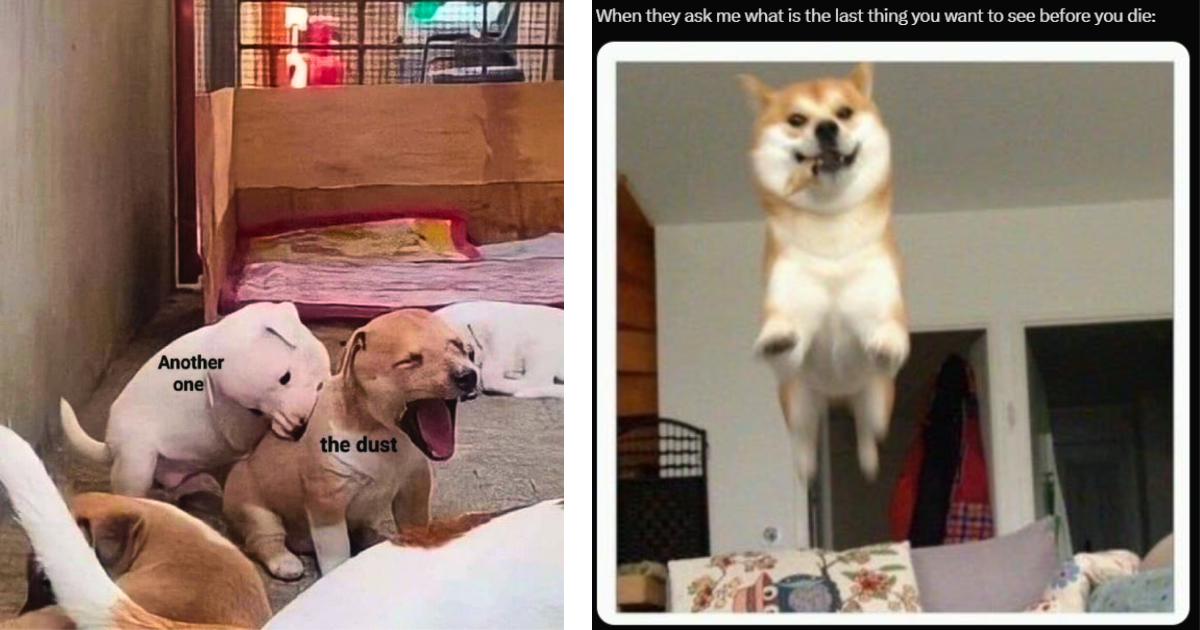 22 Radiant Dog Memes to Turn a Ruff Day Into a Delightful One - Animal ...