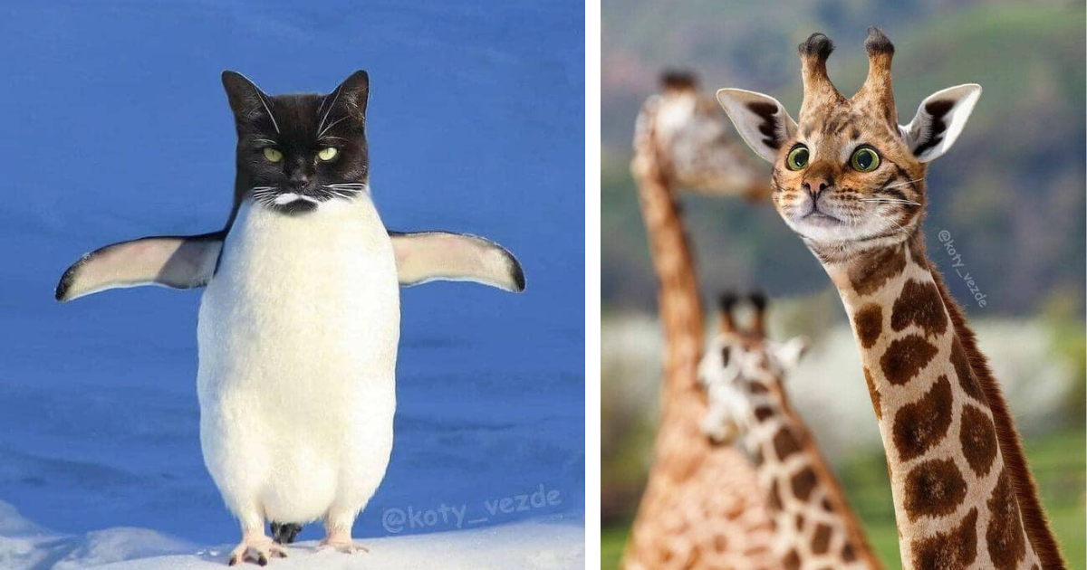 30 Feline Faces on Other Animals Will Make You Doubt if Cats Are Your ...
