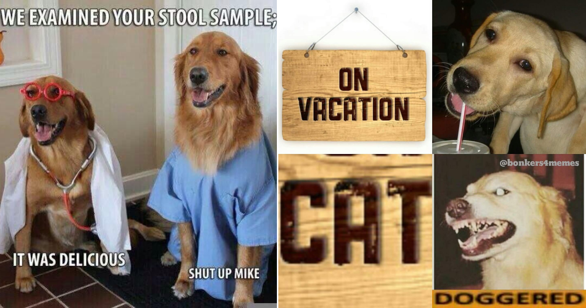 26 Mood-Lifting Doggo Memes Fur A Better Day (August 13, 2024) - Animal ...