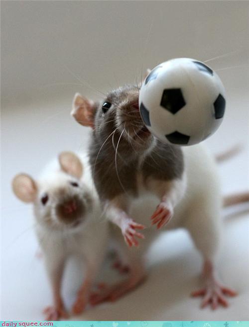 Daily Squee - Page 10 - Cute Animals in the Cutest Pictures Ever and ...