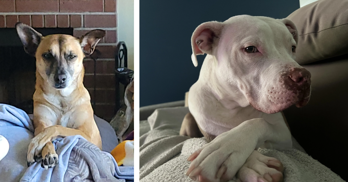 'What Have You Done, Hooman': 23 Adorable Annoyed Dogs Giving You ...