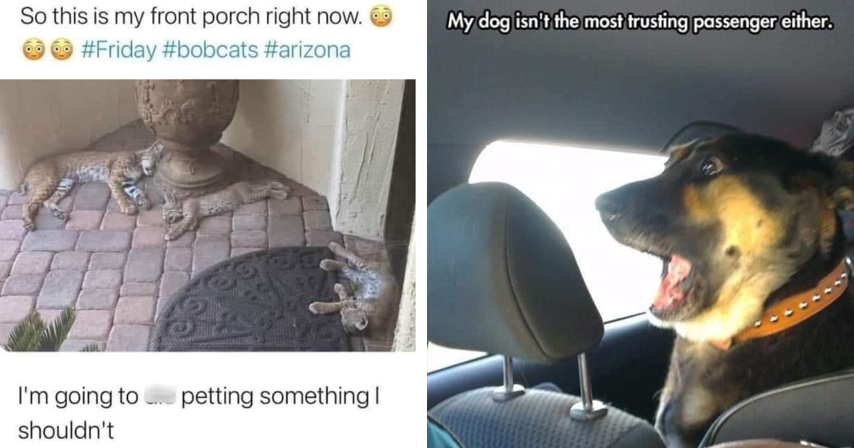 28 Adorable Animal Memes to Start Your Wild Weekend Safari With a Herd ...