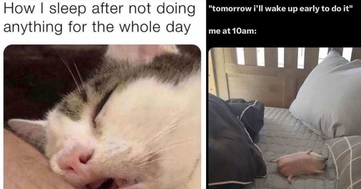 23 Comforting Animal Memes for Introverts Who Wish Work-From-Home ...