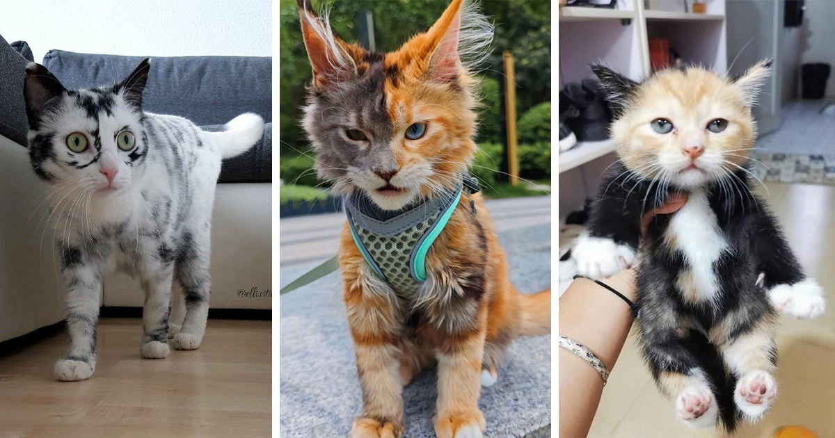 25 Fabulous Felines With Unique and Rare Fur Patterns and Markings - I ...