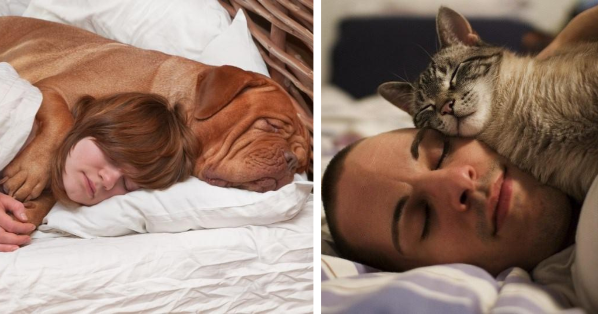Snoozy Summer Saturday With 30 Sleepy Animals Comfortably Cuddling With ...