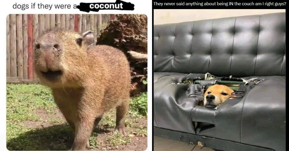 22 Howlarious Midweek Dog Memes For Your Darling Dog-Loving Soul ...