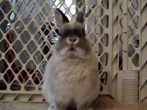 Animal Videos - bunny - Funny Animal Videos - Cheezburger