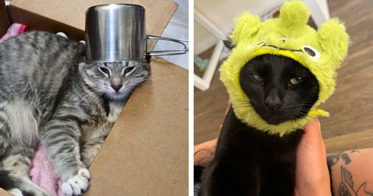 26 Grumpy Cats in Hilarious Hats That Do Not Like It, Not One Little ...