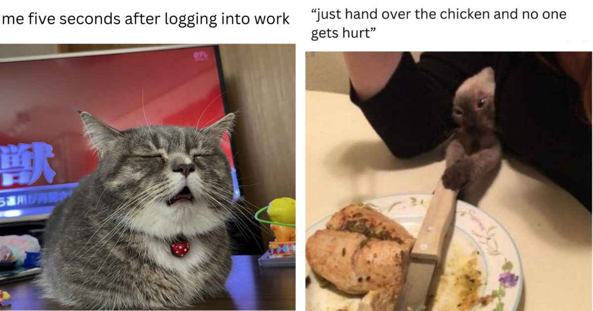 31 Scream-Worthy Caturday Memes That Are So Scarily Accurate, They're ...