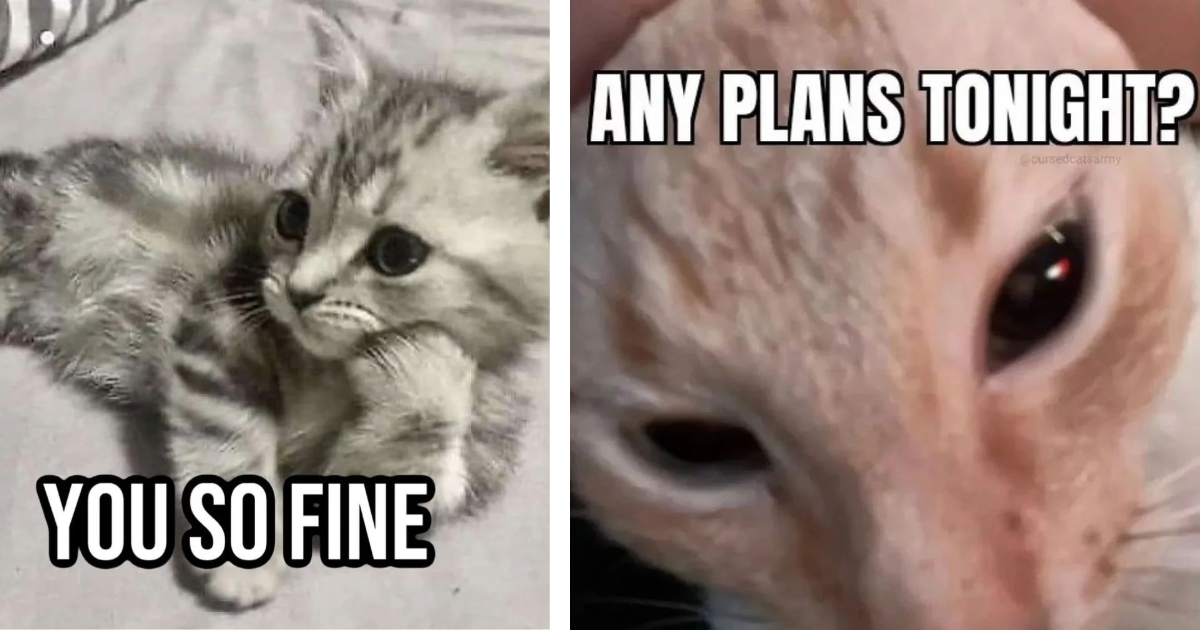 22 Flirty Feline Memes for Hopeless Hooman Romantics Looking for Love ...
