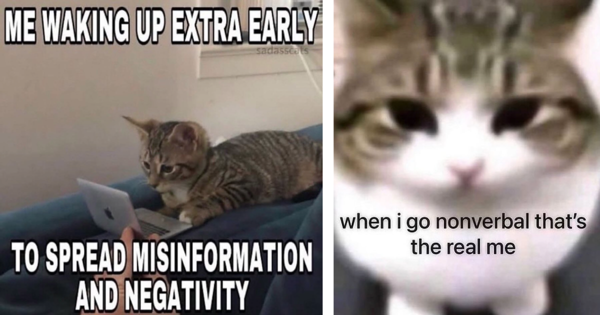 21 Unruly Memes of Frustrated Felines Who Cannot Take the Working Life ...