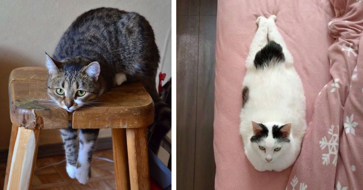 29 Purrfectly Funny Feline Photos of Cats Engaging Classic Cat Behavior ...