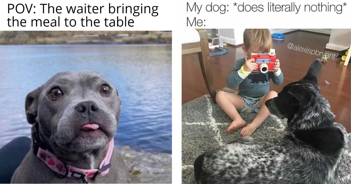 22 Great Goofy Dog Memes to Reach Your Whimsical Wholesomeness Quota ...