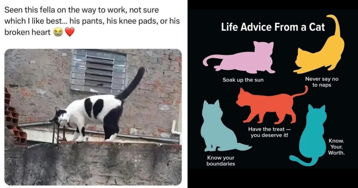 23 Healing Cat Posts for Heartbroken Hoomans Who Can’t Afford to Go to ...