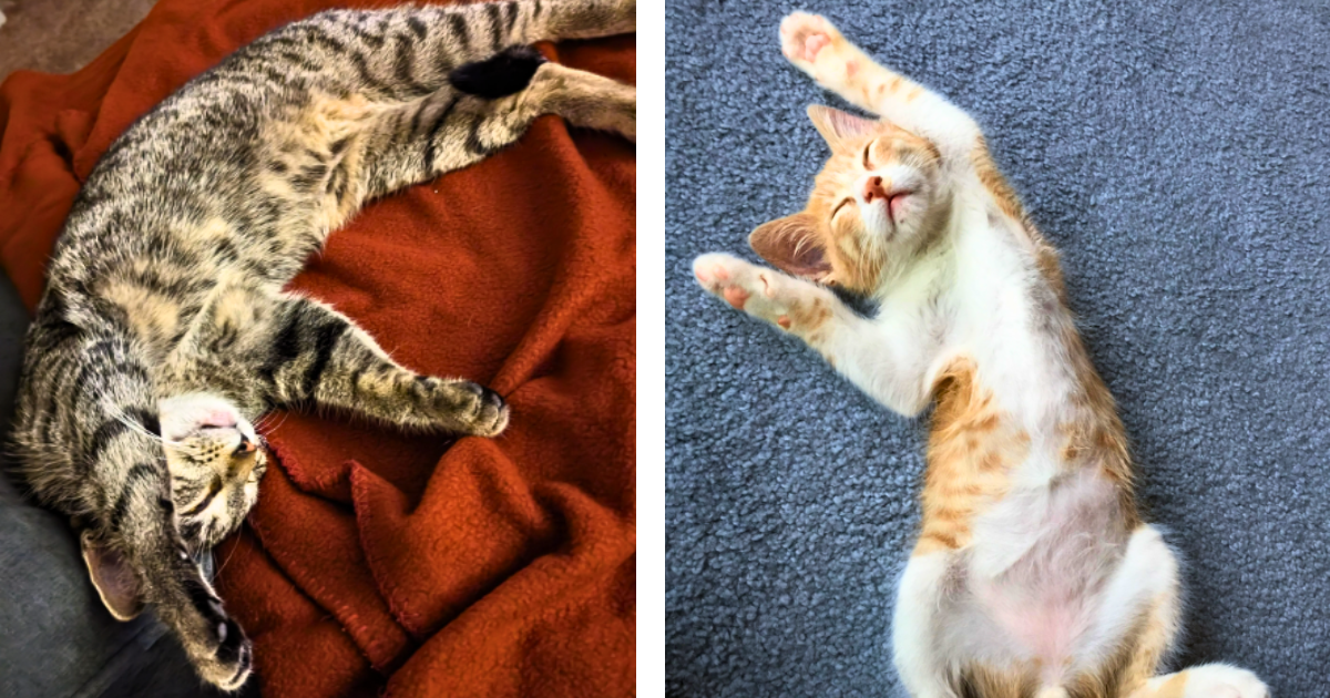 Ooh, Big Stretch! 26 Cats Reverse Splooting For a Relaxing Sleepy ...