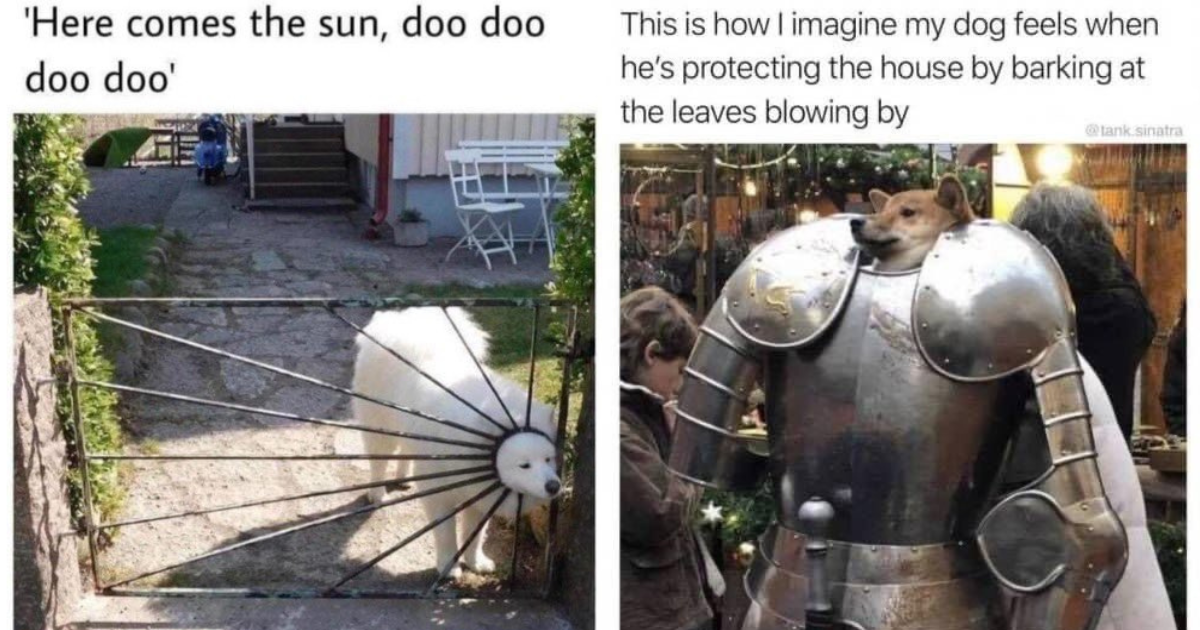 22 Seriously Delightful Saturday Dog Memes For a Weekend Full of ...