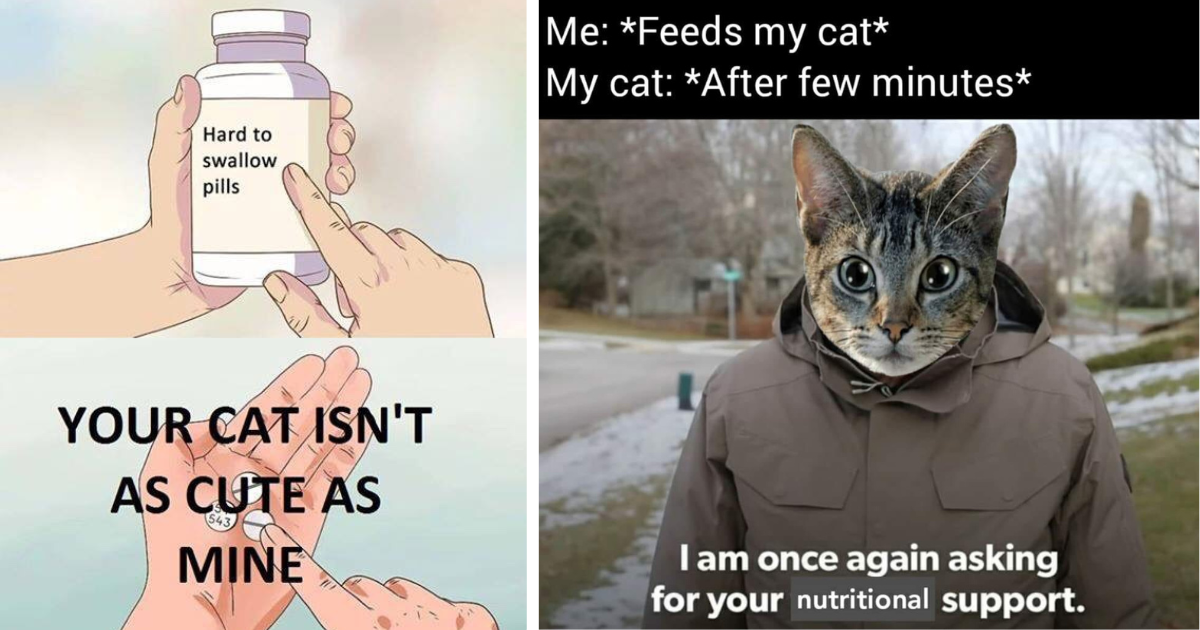 30 Purrfect Memes to Pawsitively Spoil Yourself With Fluffy Feline ...