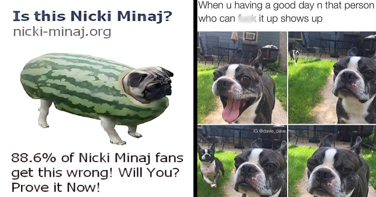 25 Absurd Animal Memes That Prove Nature Has a Wonderfully Wild Sense ...