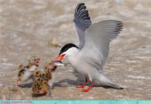 Daily Squee - Cute Animals - Cute Baby Animals - Cute Animal Pictures ...